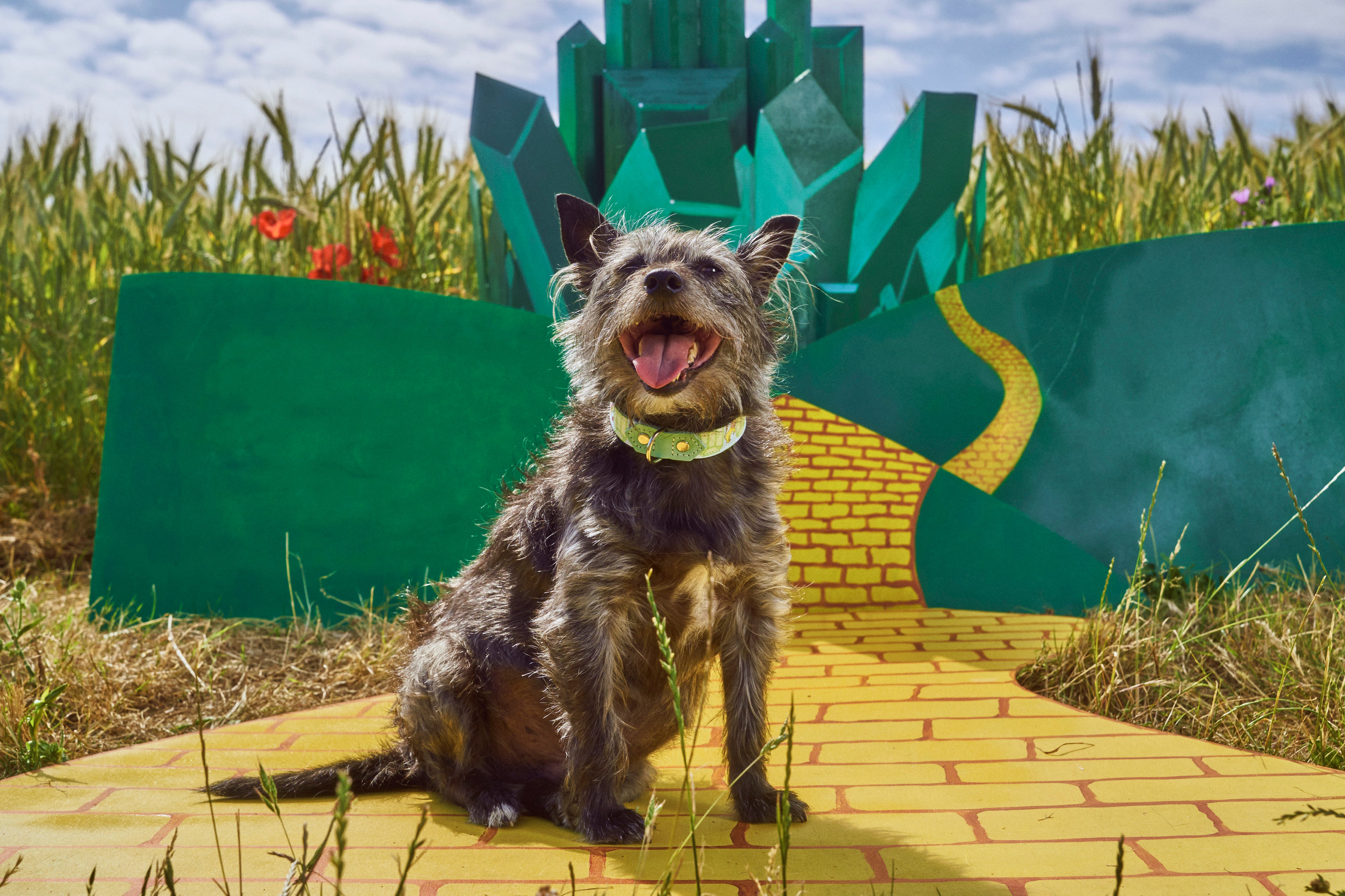 World Famous Mutts | National Mutt Day – Hiro + Wolf