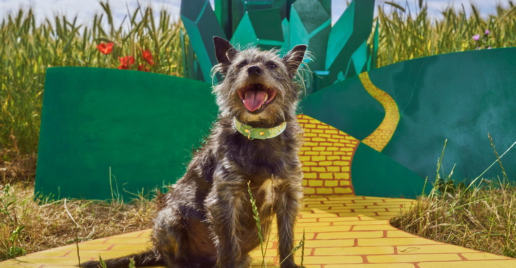 World Famous Mutts | National Mutt Day – Hiro + Wolf