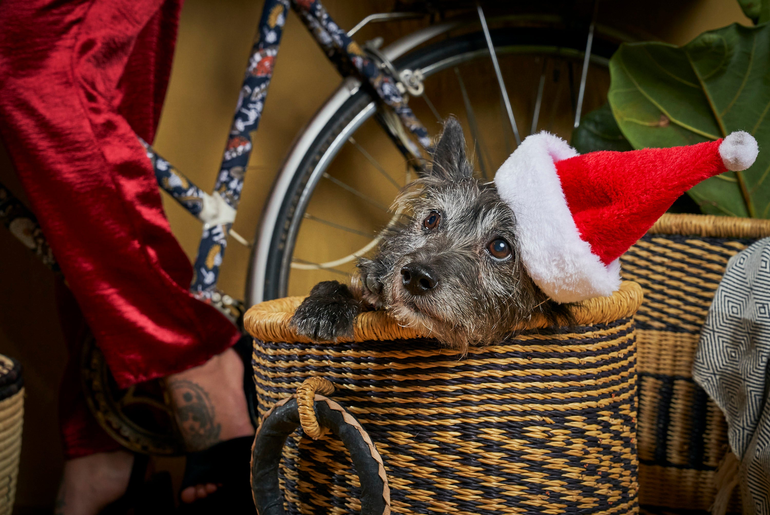 Animal Charities to Support This Christmas – Hiro + Wolf
