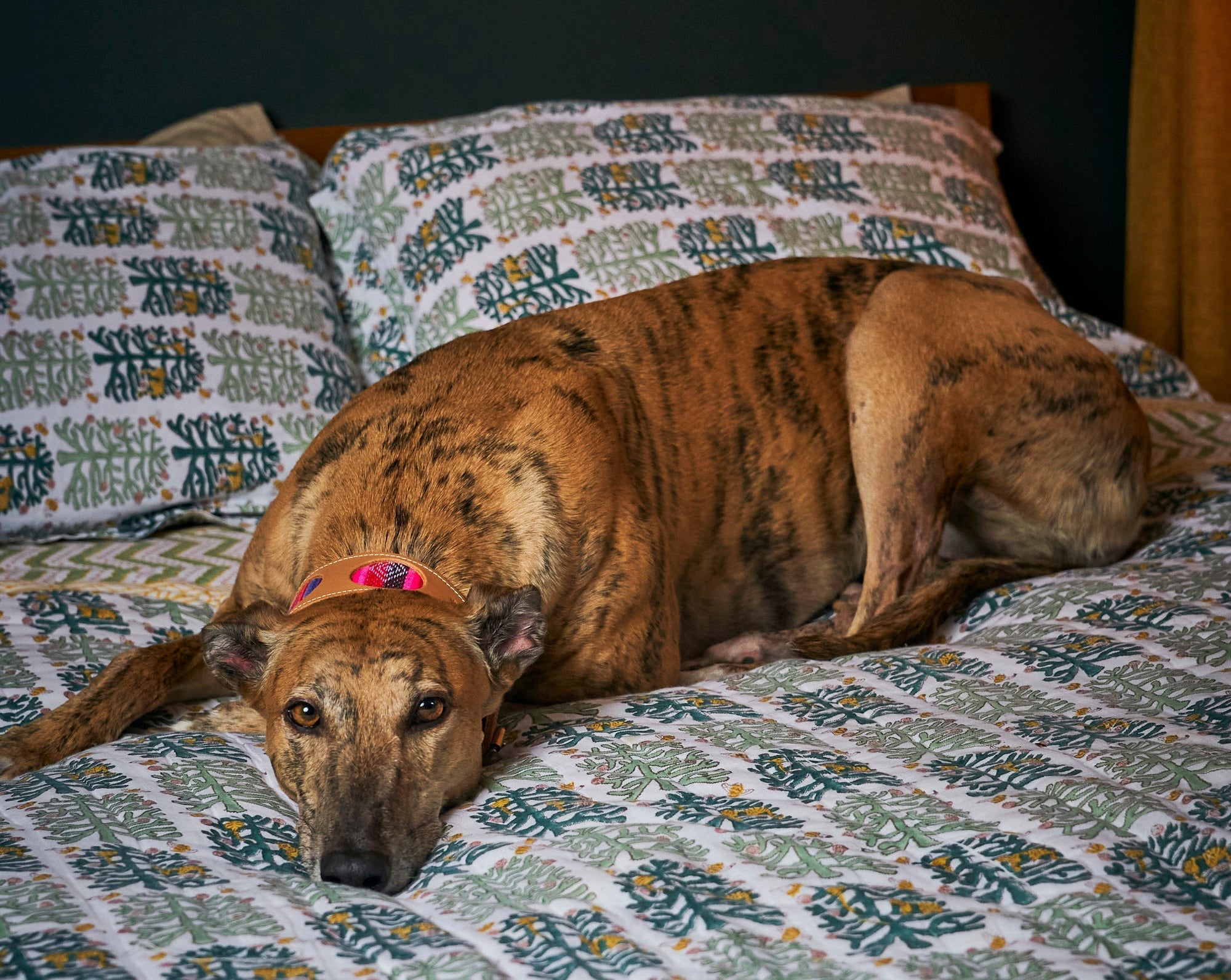 Designing a Stylish Pet-Friendly Home | Hiro + Wolf