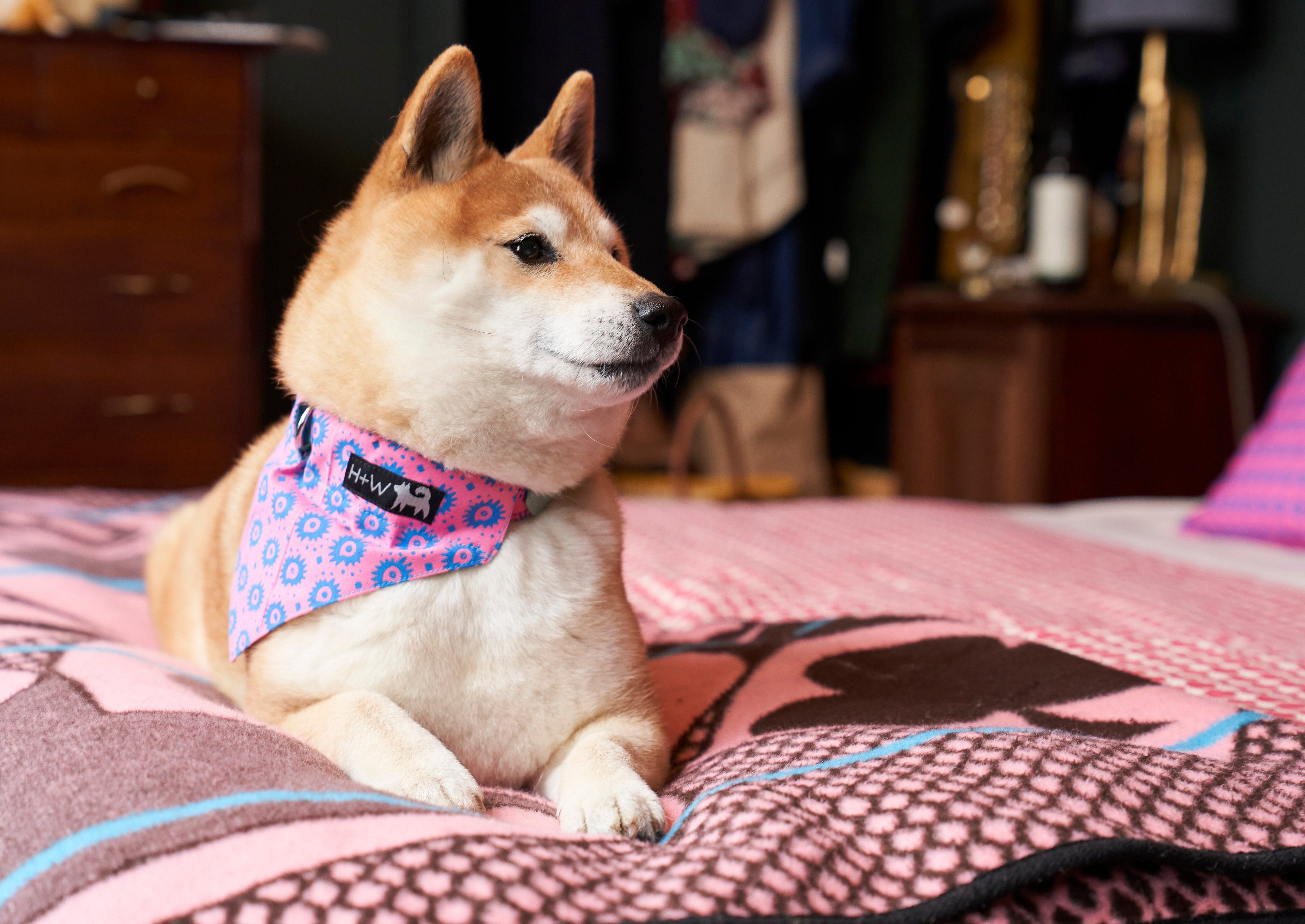 Best Breeds | The Perfect Dog For Busy Lifestyles – Hiro + Wolf