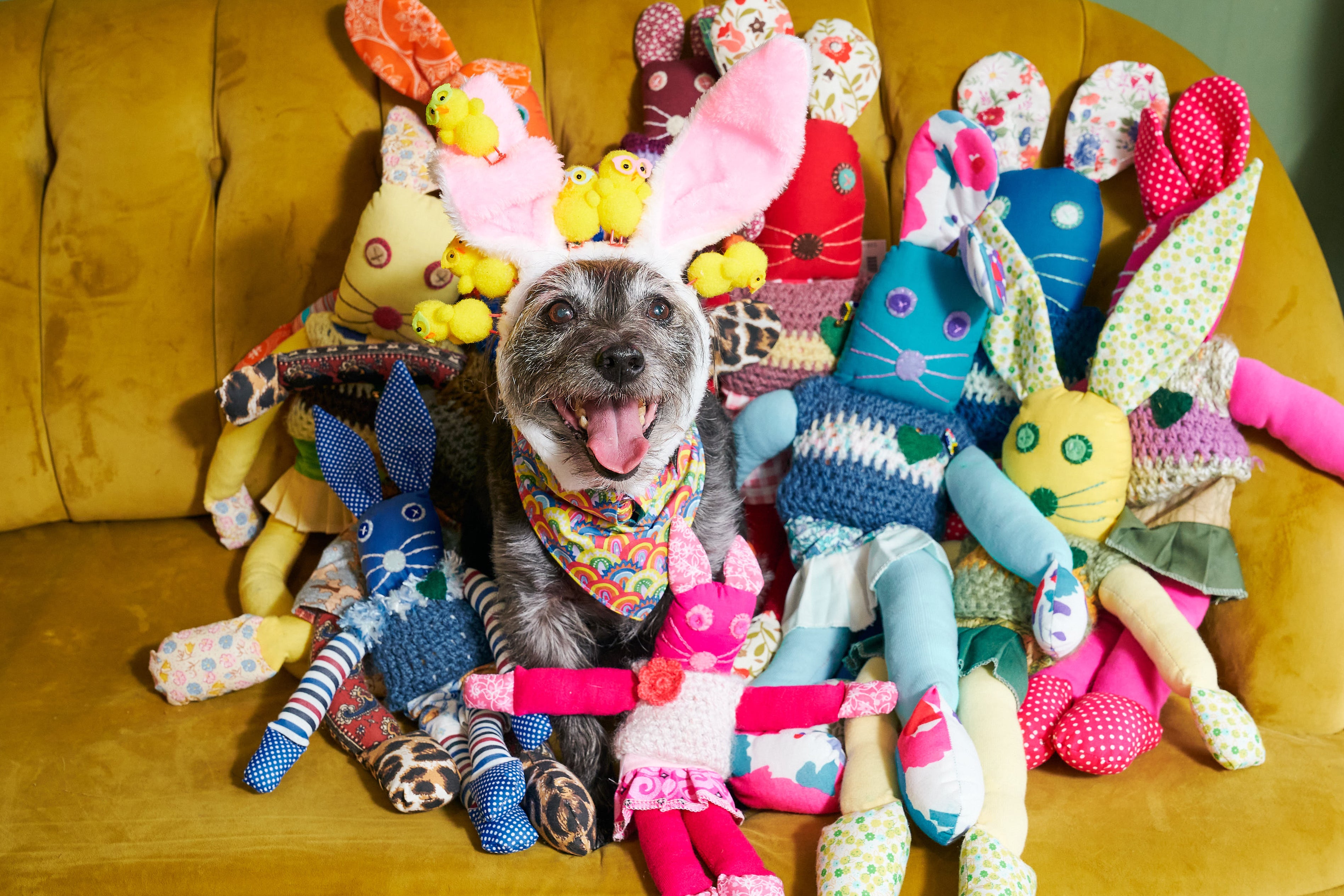 Easter Animals from Around the World | From Bunnies to Bilbies and Bey ...