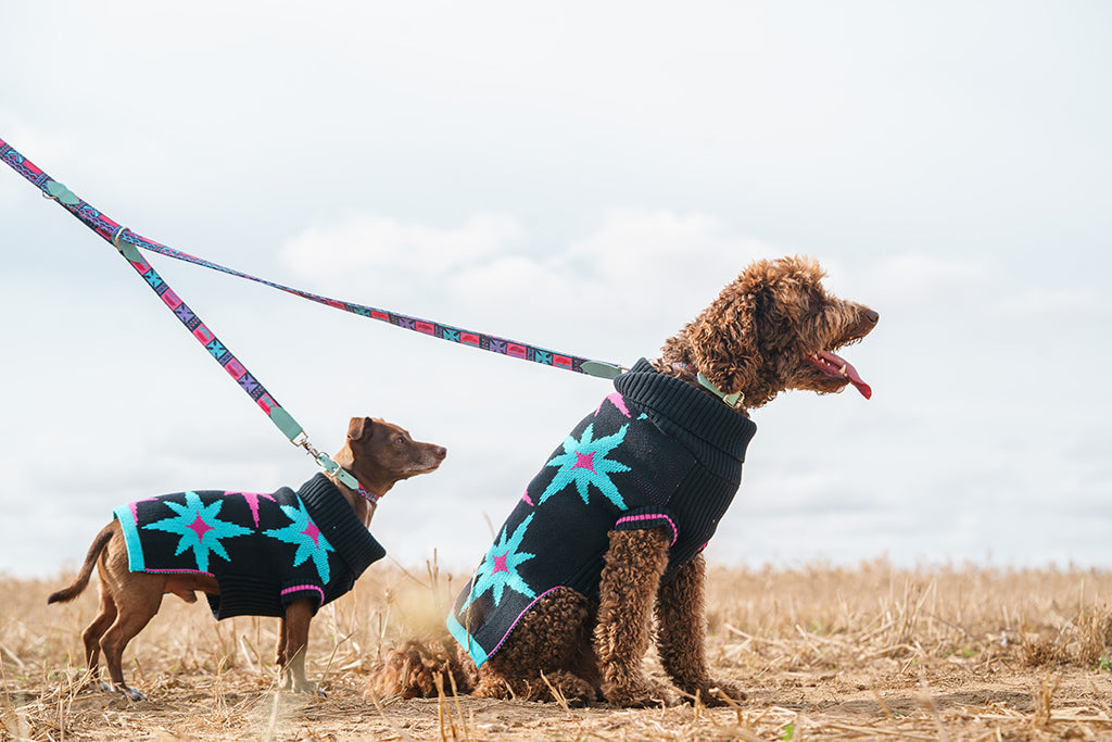 Our Top Tips For Winter Walkies With Your Dog – Hiro + Wolf