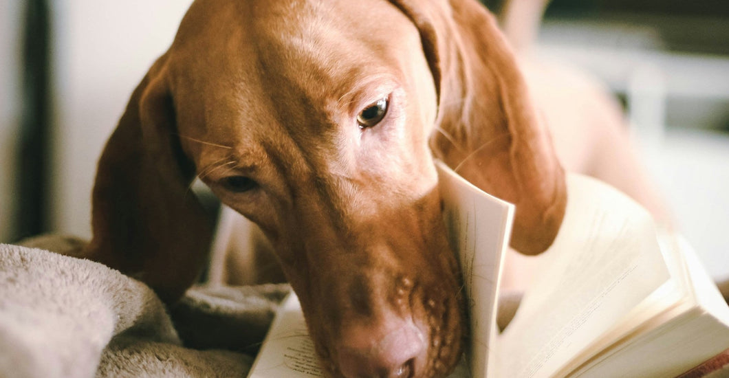 10 Famous Dogs in Literature: From Classic Tails to Modern Mutts – Hiro ...