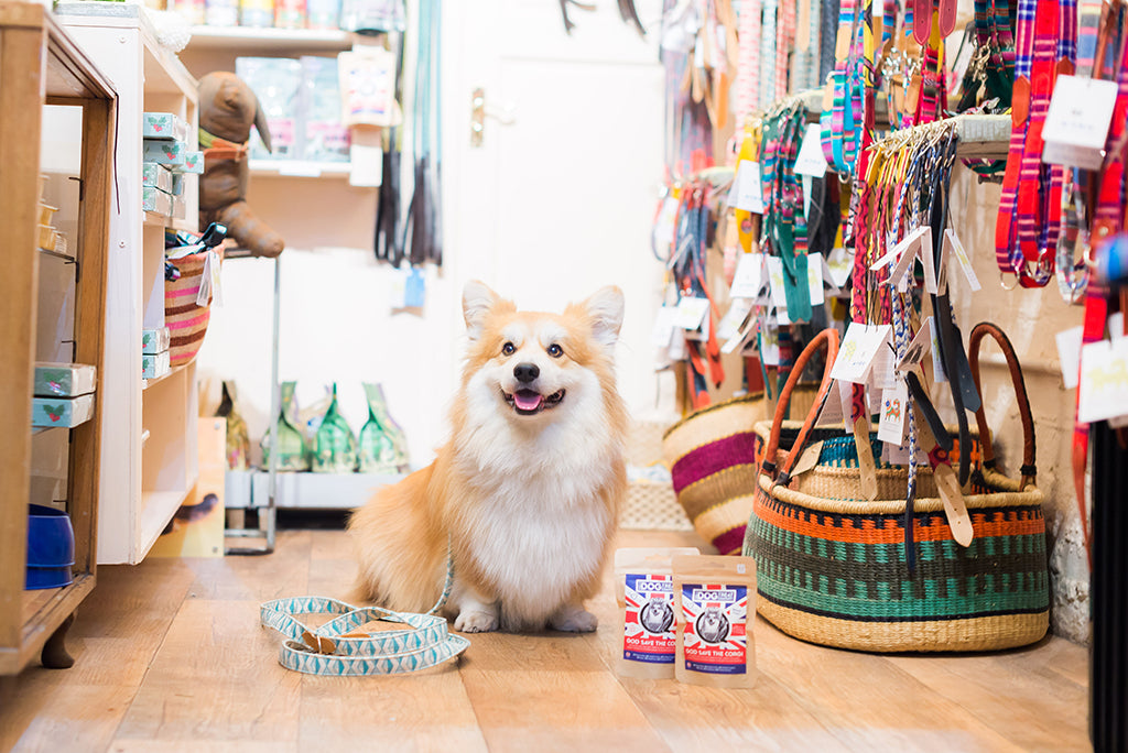 Marcel Le Corgi reveals his favourite dog friendly spots in London ...