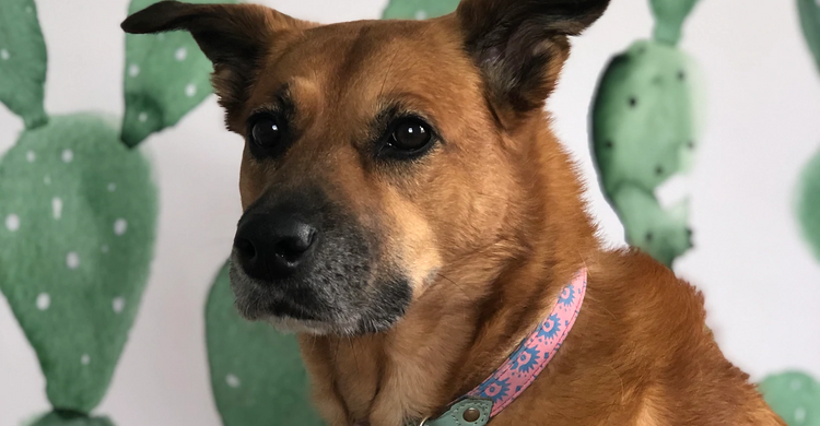 Mayday for Mutts | Helping Mutts Finds a Home – Hiro + Wolf