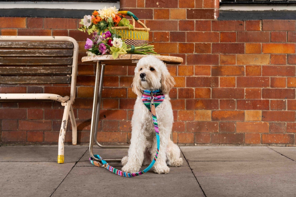 Our Guide to Dining out With Your Dog – Hiro + Wolf
