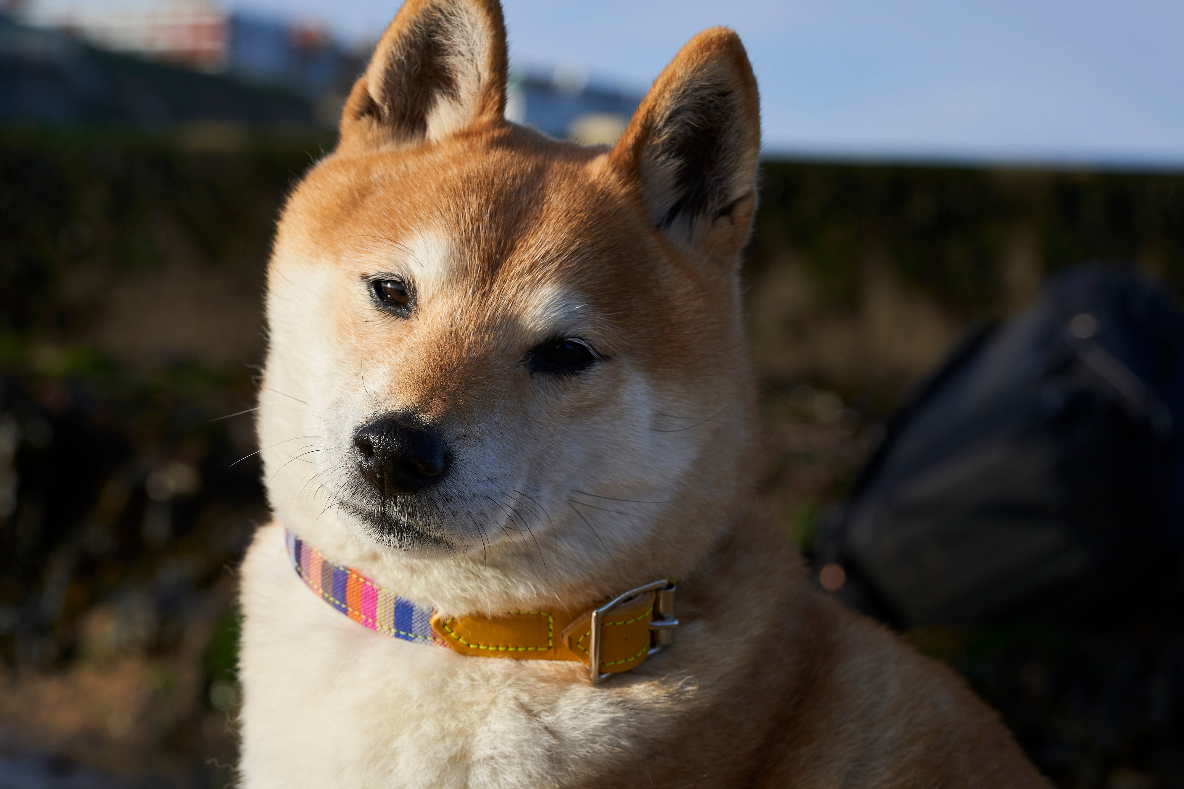 National Marine Week | Save 20% on Marine Kikoy – Hiro + Wolf