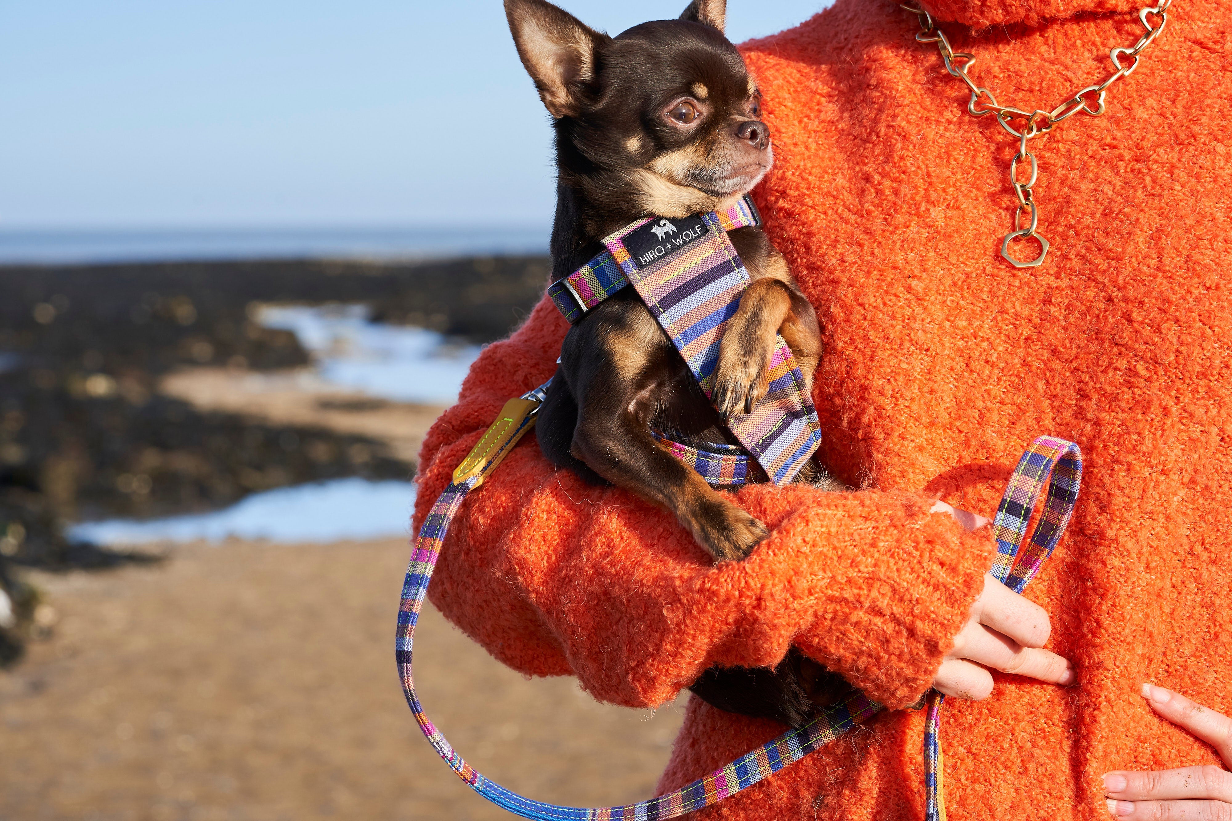 How to Spend 48 Hours in Rye with Your Dog – Hiro + Wolf
