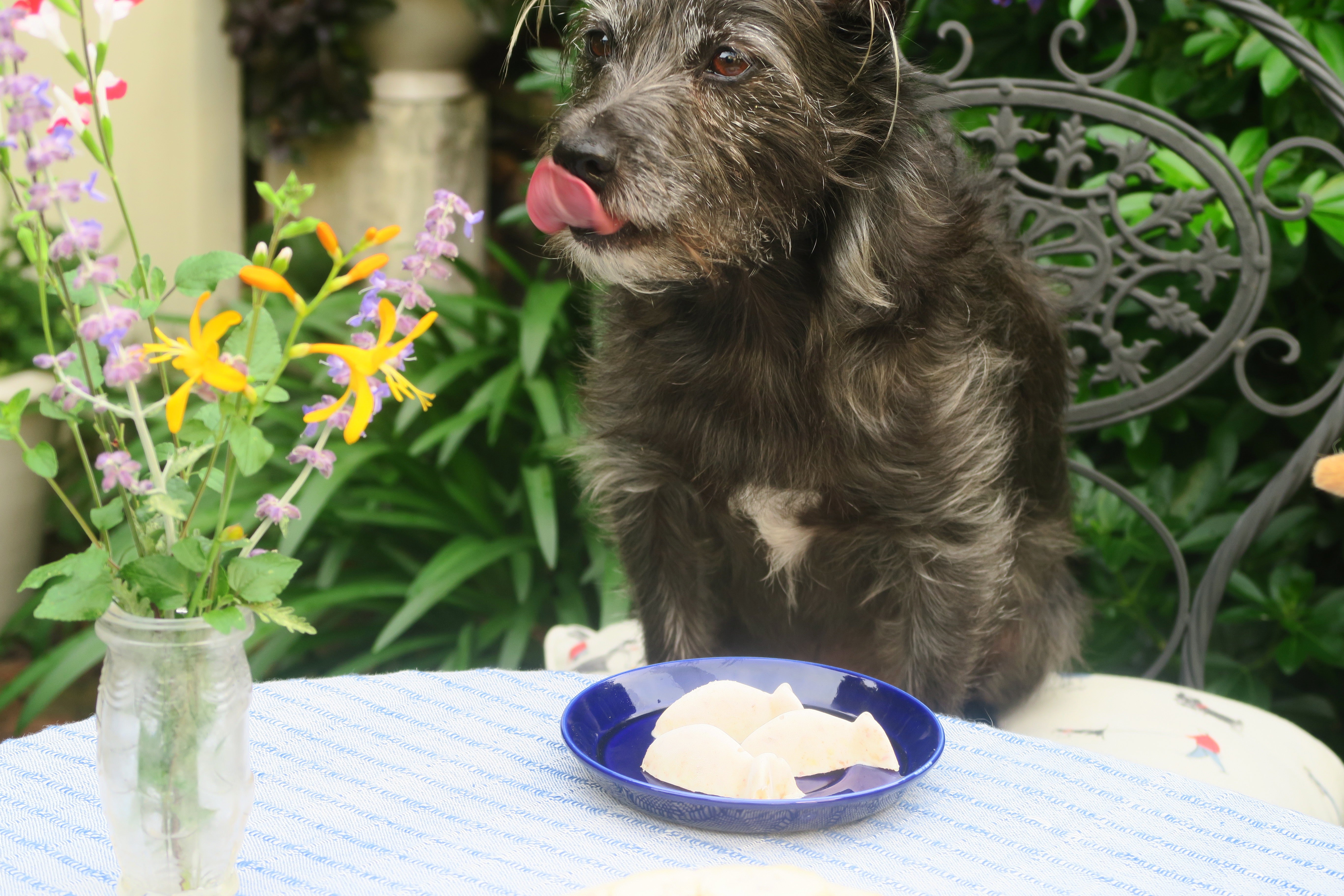 Lifestyle | Easy Doggy Ice cream recipe – Hiro + Wolf