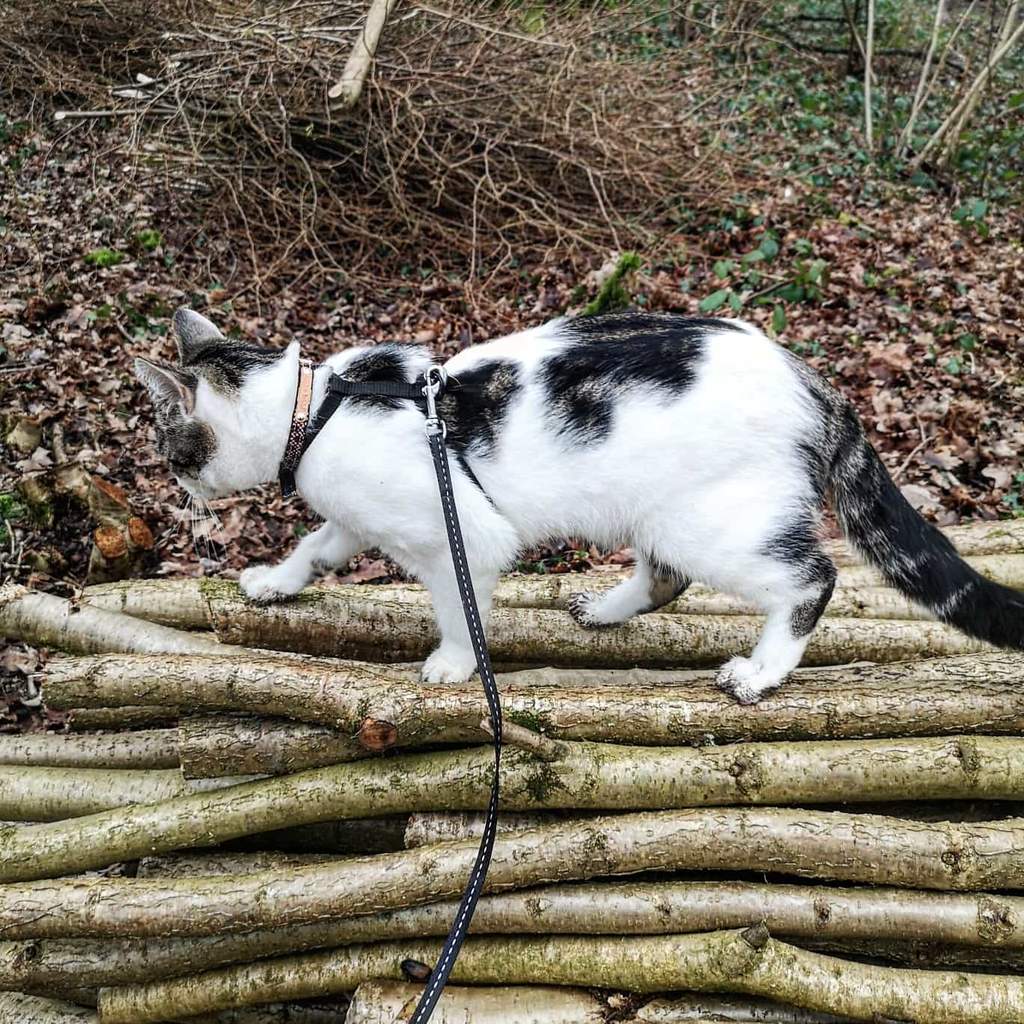 Training Your Cat to Walk on a Lead – Hiro + Wolf