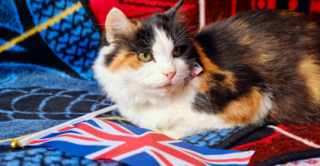 Our Handmade Pet Accessories | Buy British Day 2023 – Hiro + Wolf