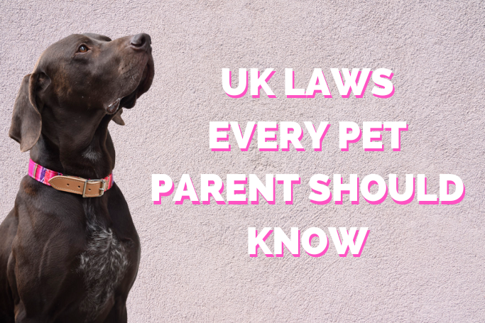 5 UK Laws Every Pet Owner Should Know – Hiro + Wolf