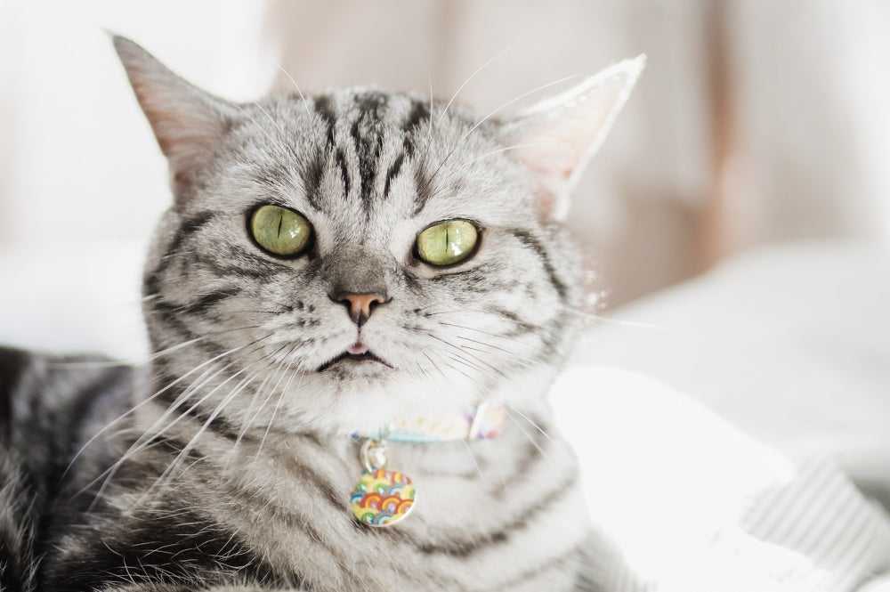 What Information to Put on Your Cat's ID Tag – Hiro + Wolf