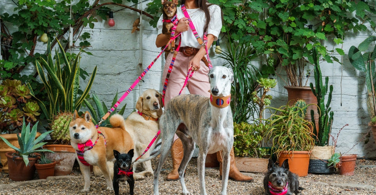 The Best Dog Walks in Kent 2023 – Hiro + Wolf