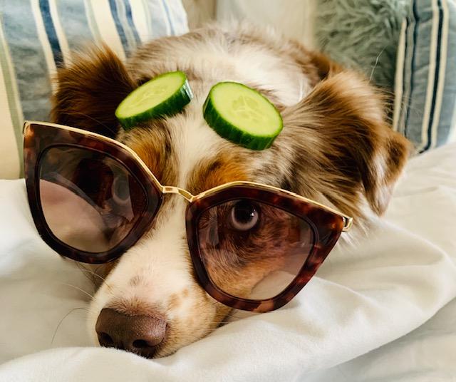 Pampered Pet Gift Guide – Hiro + Wolf