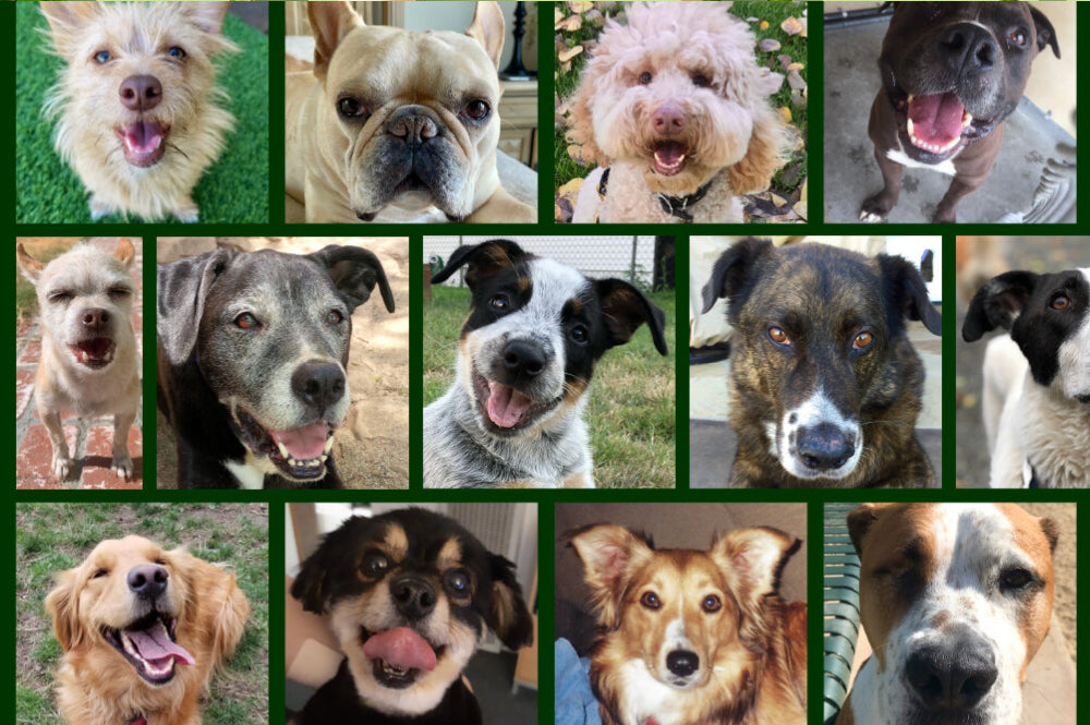 National Rescue Dog Day U.S. | Our Favourite Rescue Dogs on Instagram ...