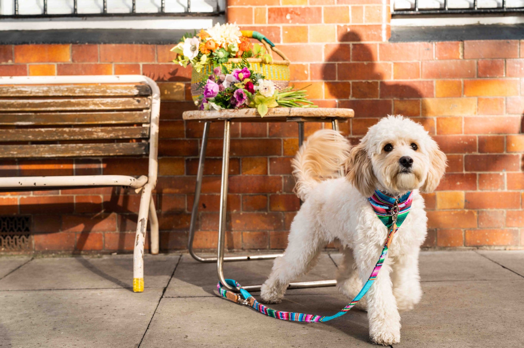 Spring Must-Haves For Stylish Pets – Hiro + Wolf