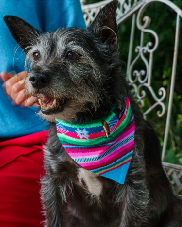 Inca Blue Dog Bandana | Hiro + Wolf