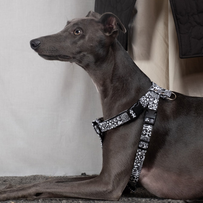 Hand crafted cat & dog collars and leather leads, made in the UK ...