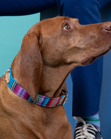 Inca Blue Dog Collar – Hiro + Wolf