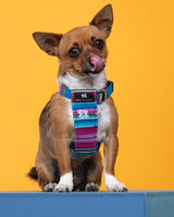 Inca Blue Dog Harness | Hiro + Wolf